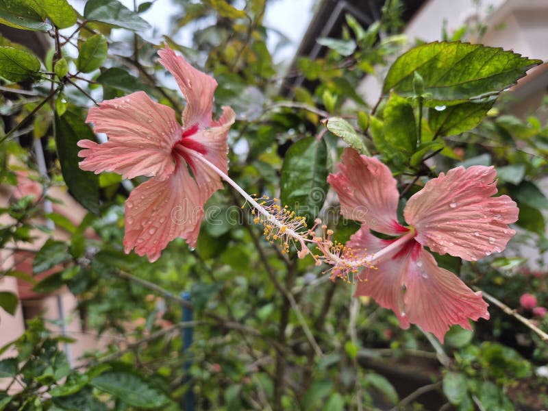 Two Hibiscus Flowers Facing Each Other in the Garden Stock Image ...