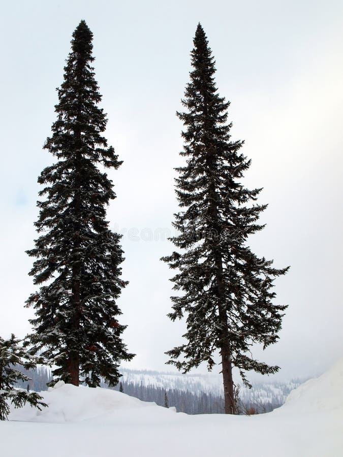 Two high fir trees stock image. Image of snow, freeze - 30583679