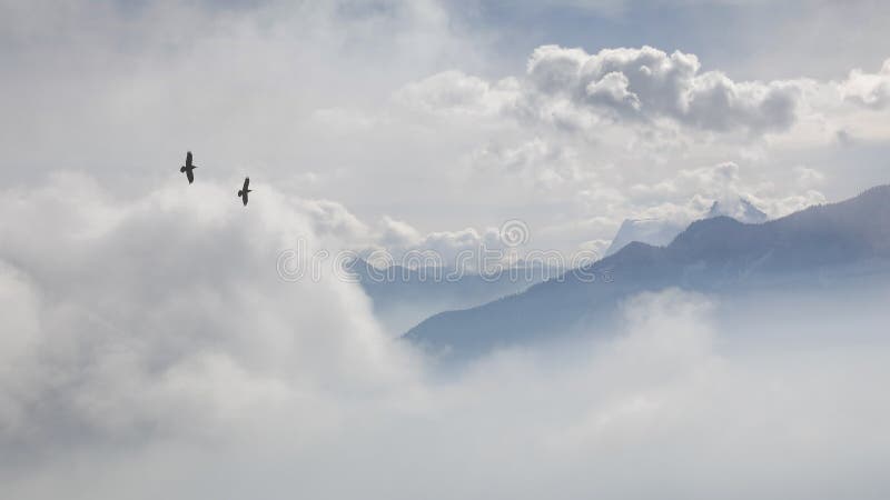 Two high flying crows. stock photo. Image of range, distance - 260150288