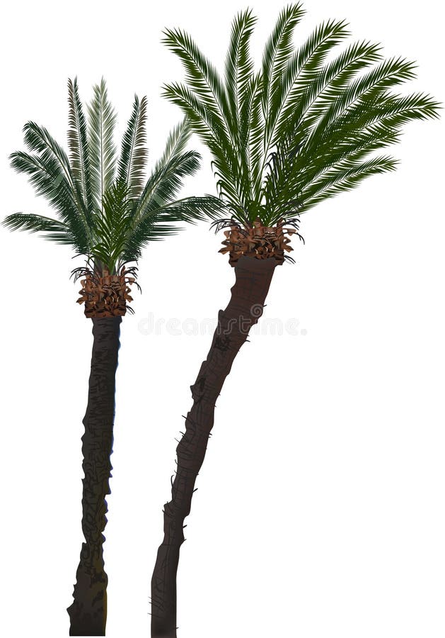 Two High Palm Trees Isolated on White Stock Vector - Illustration of ...