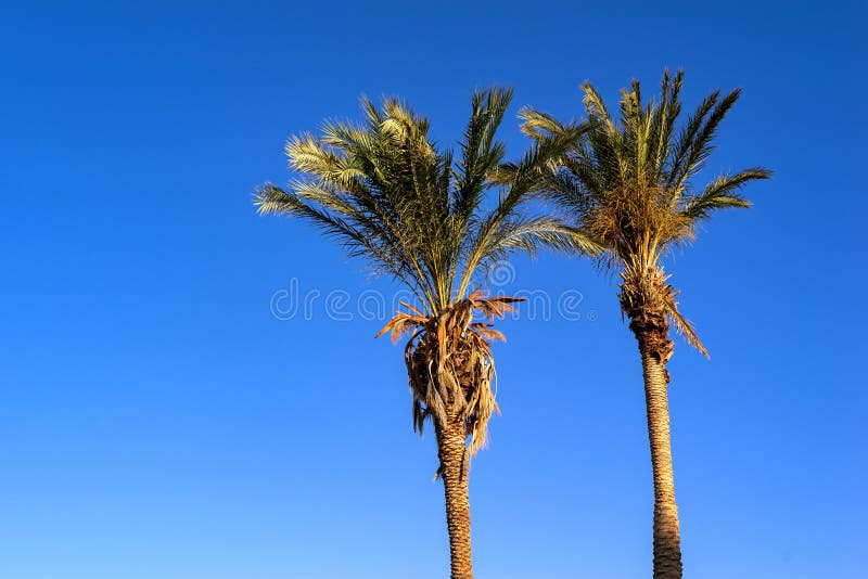 Two high palm trees stock photo. Image of palm, isolated - 100531896