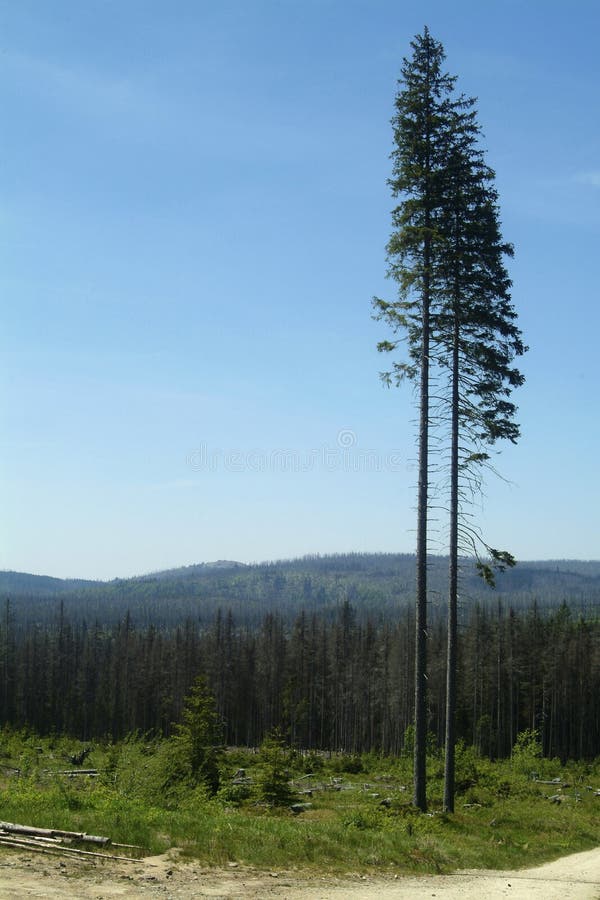 Two high spruce stock image. Image of tall, bohemian, wood - 1952051