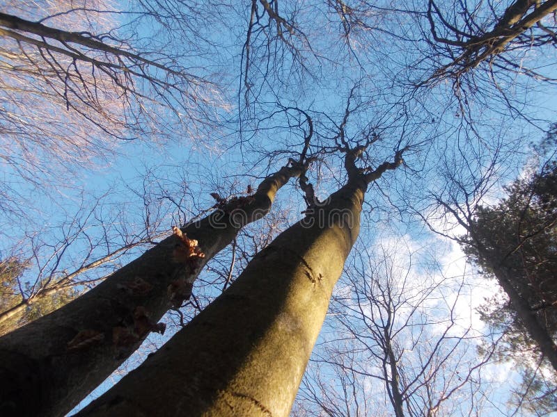 High Trees in Nice Perspective Stock Image - Image of magic ...