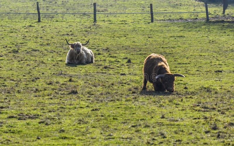 Two highland cattle stock photo. Image of countryside - 84964852