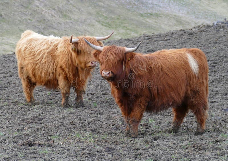 Two Highland cows stock image. Image of grassland, cows - 359611341
