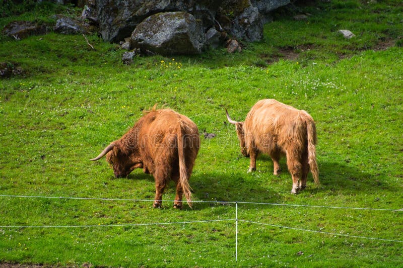 Two Highland Cows Grazing on a Lush Green Pasture with Rocks in the ...