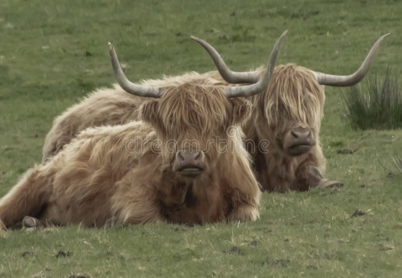 Two Highland Cows with Large Horns Stock Image - Image of horns, bull ...