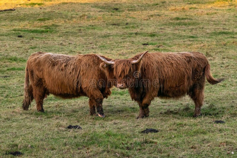 Two highland cows stock image. Image of unusual, iconic - 163649299