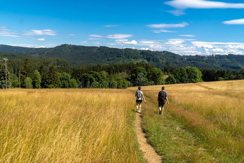 114 Hik Tree Stock Photos - Free & Royalty-Free Stock Photos from ...