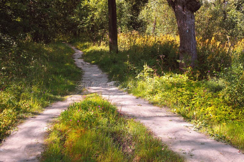 Two Hiking Paths In The Forest Converge Into A Single Stock Photo ...