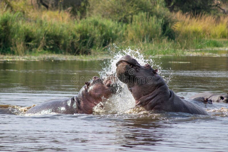 Hippo Animals Playing with Splashing Water in the Lake Stock Image ...