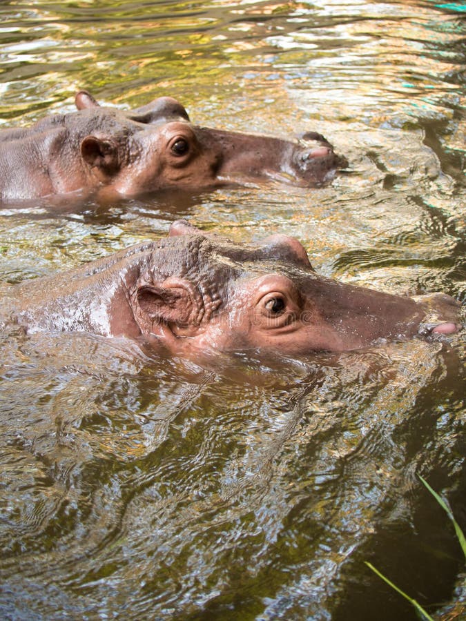 Hippo heads stock image. Image of amphibius, nature, submerced - 5595147