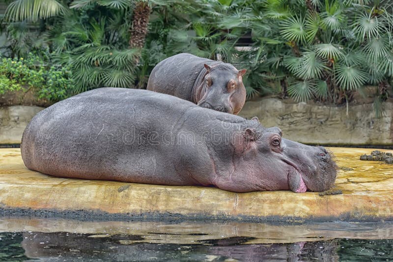 Two hippo stock photo. Image of sleeping, parent, hippo - 53210916