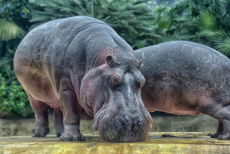 Two hippo stock photo. Image of laying, horizontal, sunny - 53211516