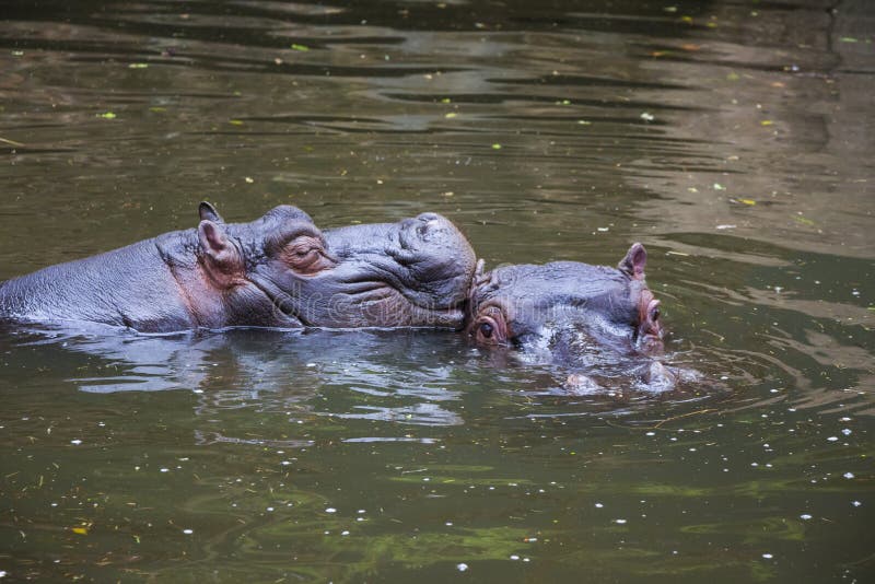 Two Hippo Playing in the Water 1 Stock Photo - Image of ears, pink ...