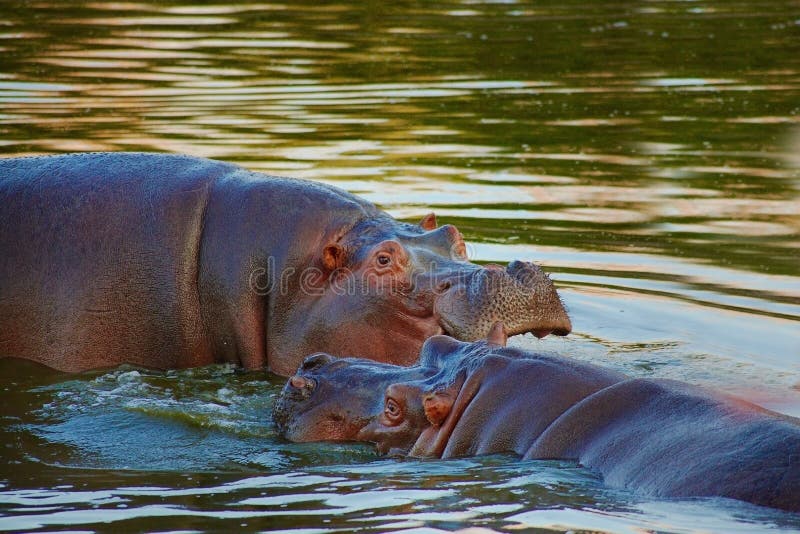 Hippo in swamp stock photo. Image of nature, head, hippos - 177986546