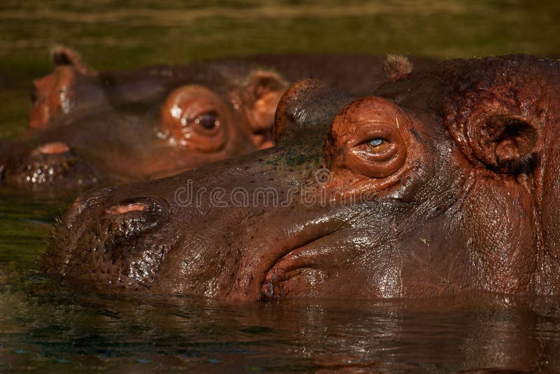 Two Hippos close together stock image. Image of wilderness - 18144275