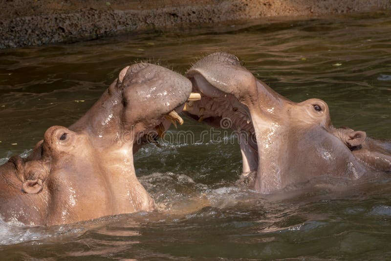 Two Hippos Fighting in the River Stock Image - Image of reserve, animal ...