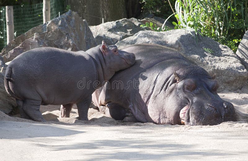 Two Hippos, Mother and Child Stock Image - Image of baby, heavy: 43315491