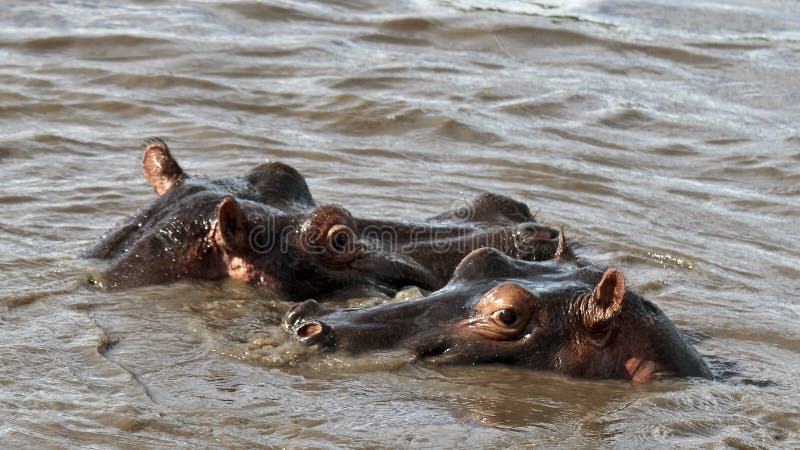 Two Hippos are in the River Stock Photo - Image of pair, serengeti ...