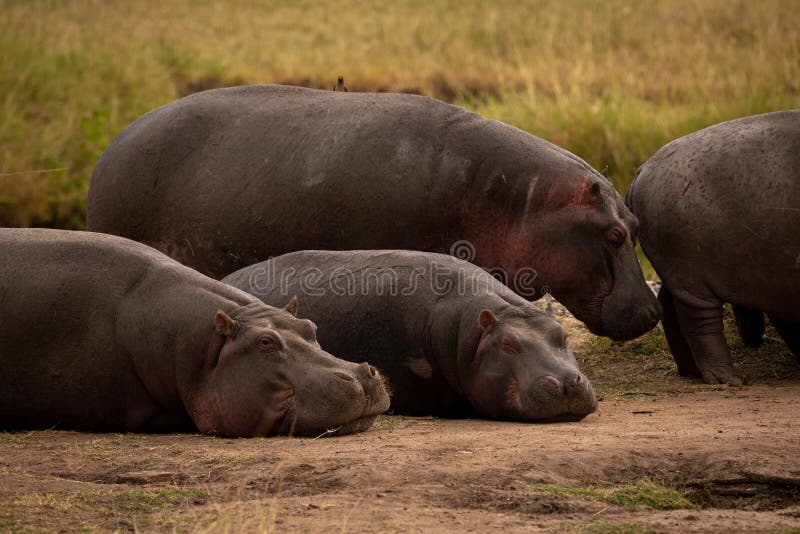 Two hippos stock image. Image of tourism, reserve, cute - 15085657