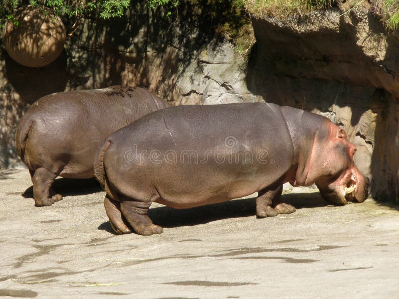 Two Hippos in the Sun stock image. Image of large, gray - 40673945