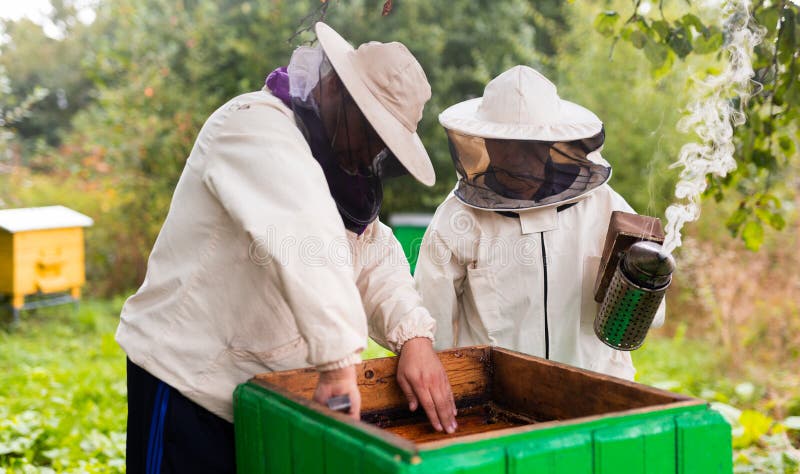 Hivers Opening Hive and Using Fumigator Stock Image - Image of ...