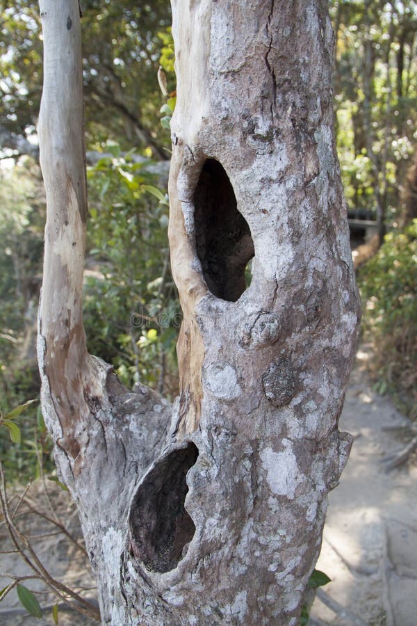 Two holes in tree stock photo. Image of hollow, trunk - 37460392