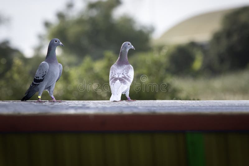 Two Homing Pigeon Standing on Home Trap Stock Image - Image of avian ...