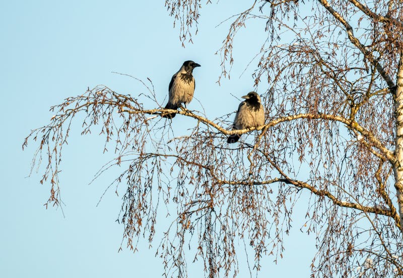 Crows in the morning stock photo. Image of stairs, forest - 85525738