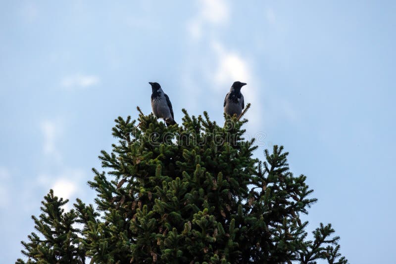 Two Hooded Crows Sit on the Top of a Spruce Tree Stock Image - Image of ...