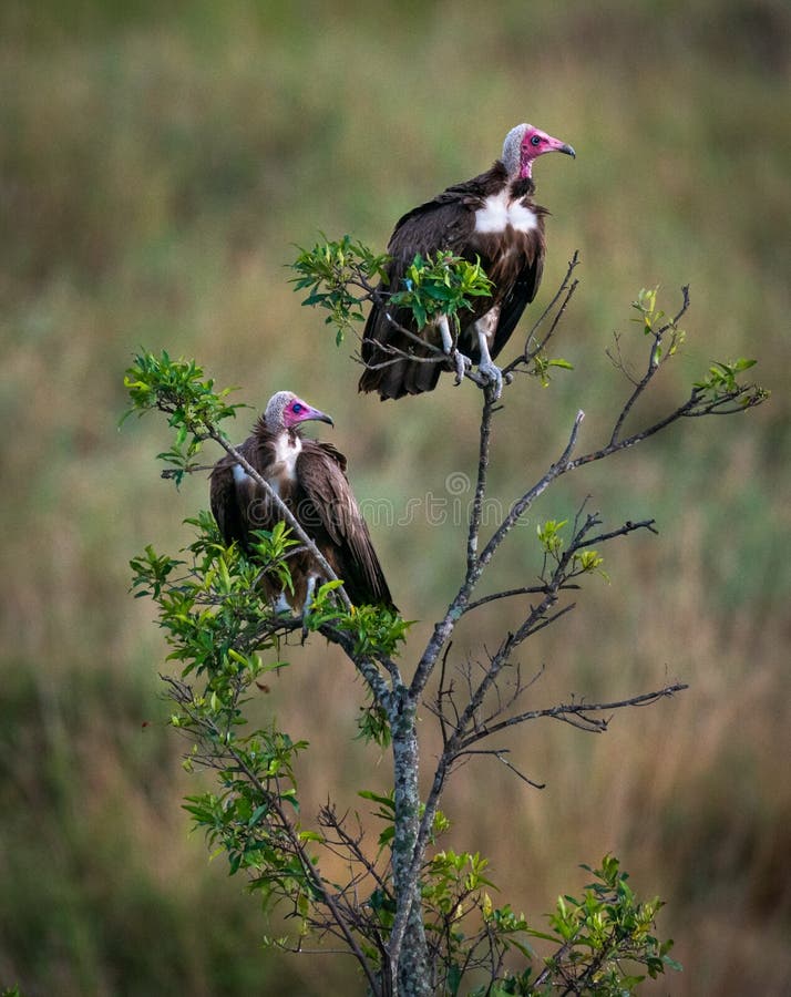 Two Hooded Vultures Perching on a Tree. Stock Image - Image of park ...