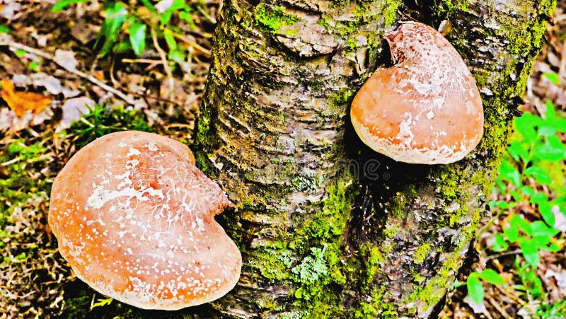 Two hoof shape mushrooms stock photo. Image of mushroom - 372803270