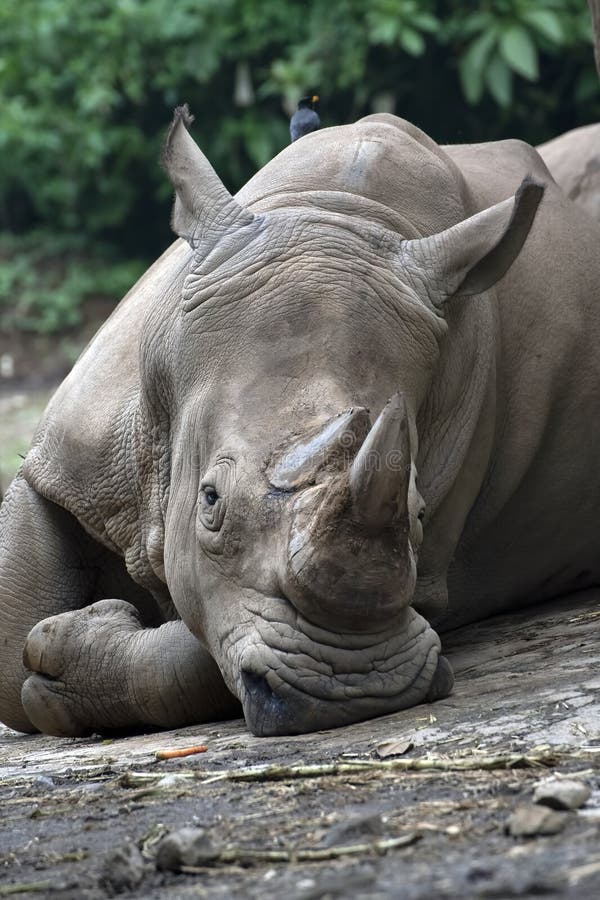 Two Horned Rhino in Captivity Stock Photo - Image of animal, namibia ...