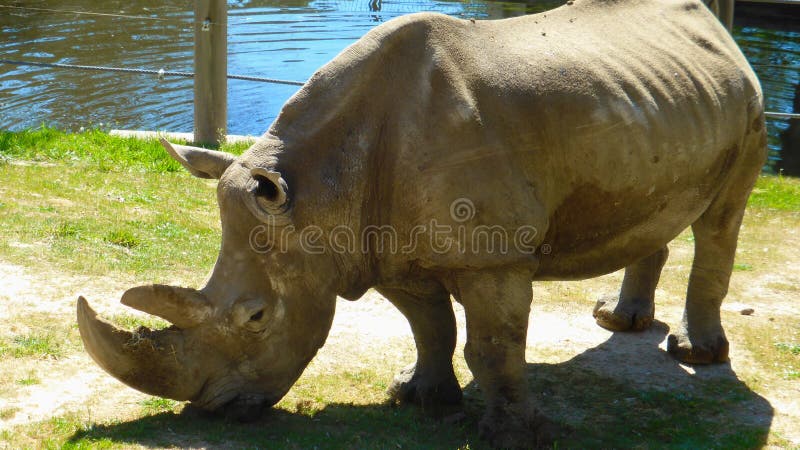 Two-horned Rhinoceros stock photo. Image of green, rhinoceros - 98689518