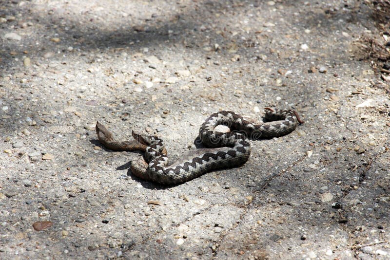 Horned Viper Snakes Breeding Stock Photo - Image of neurotoxic, body ...