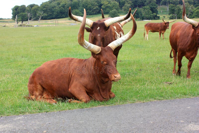 Two horns stock image. Image of steer, close, bovine - 38142343