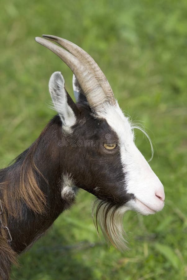 Two horns and a beard stock photo. Image of andiron, chamois - 4919852