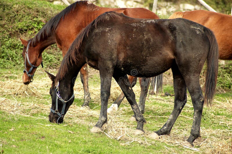 Two horse stock image. Image of animal, field, country - 3504349