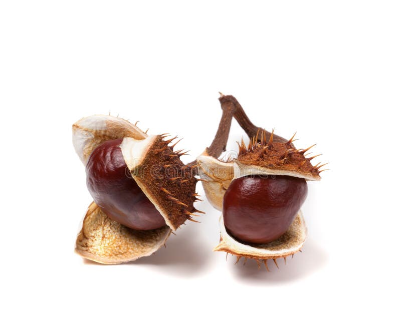 Chestnuts Inside the Spiked Sheath that Covers it. Typical Autumn ...