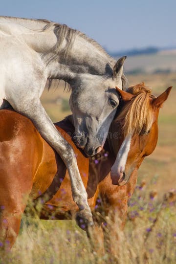 Two horse coupling stock photo. Image of equine, nature - 51487562