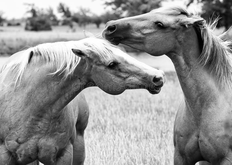 Two horse nuzzling stock image. Image of love, rural - 14841589