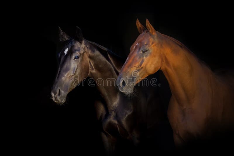 Two Horse Portrait on Black Background Stock Image - Image of animals ...