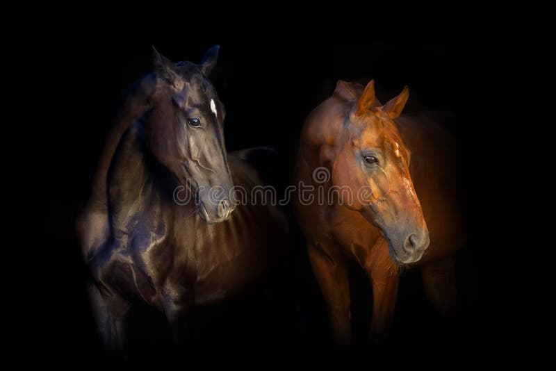 82+ Portrait two horse Free Stock Photos - StockFreeImages