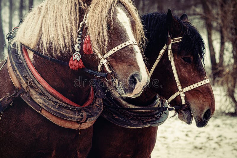 Two Horse Portrait Close Up in Love, Horse Love, Stock Photo - Image of ...