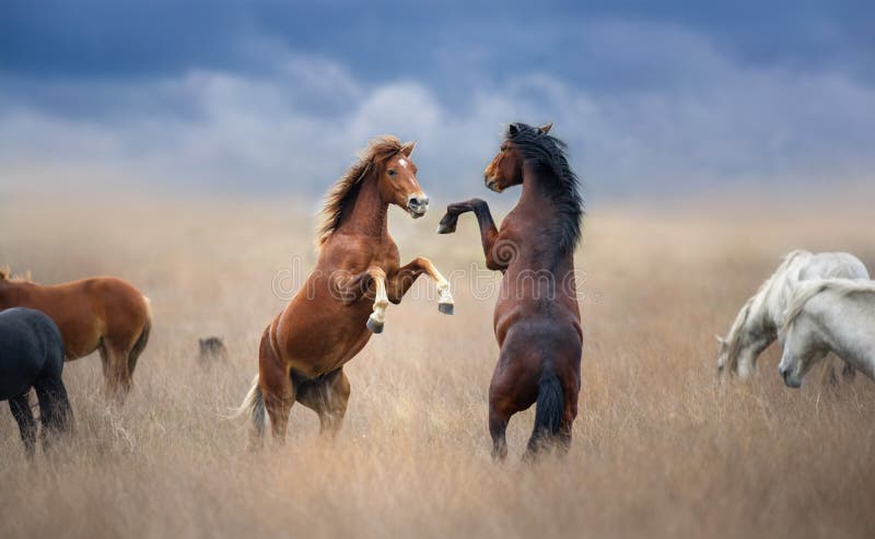 Two Horse Rearing Up in Herd Stock Photo - Image of farm, equestrian ...