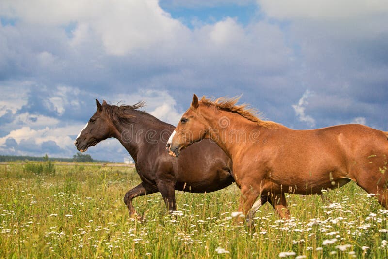 Horses stock photo. Image of head, sport, elegance, stallion - 60326590