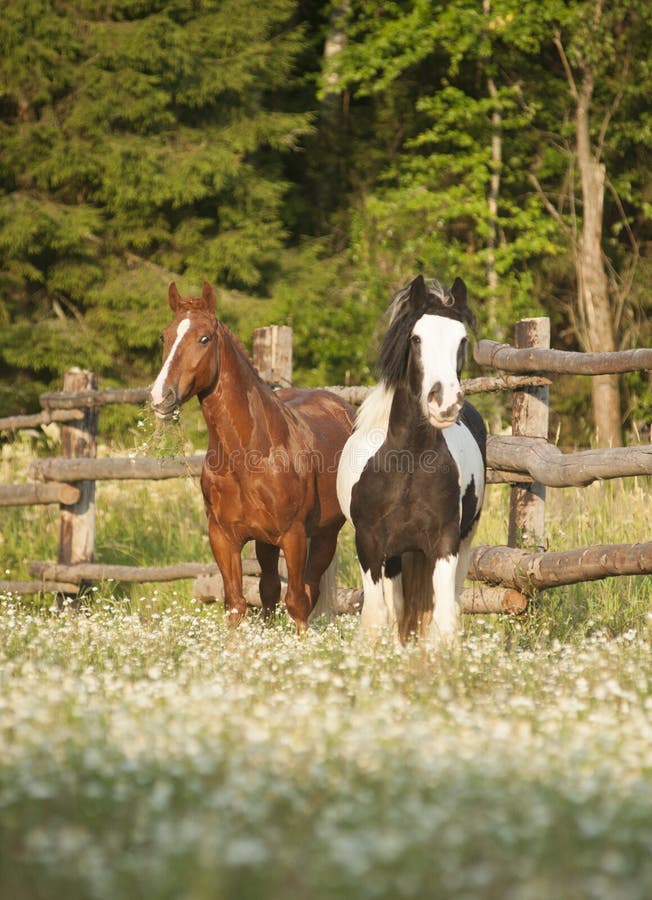 Two Horse Running Together In Field Stock Photo - Image of nature ...