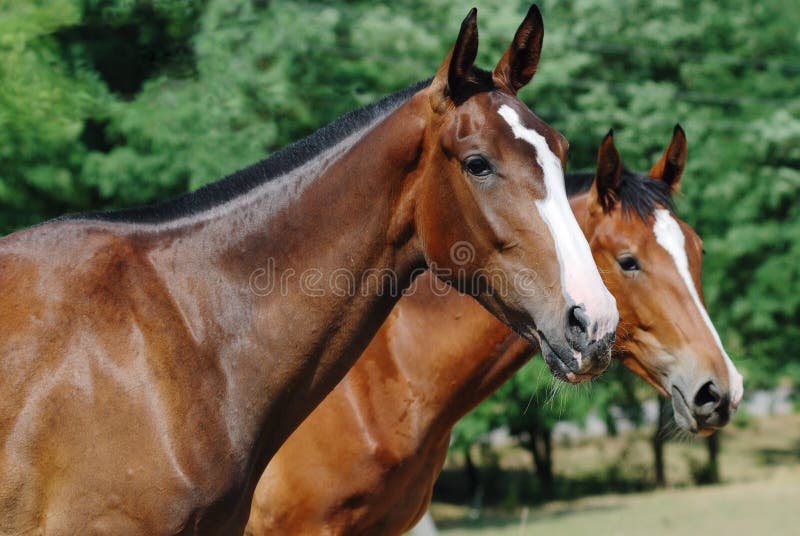 Two horses stock image. Image of sport, mare, grassland - 10016285