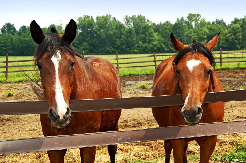 Two Horses stock image. Image of standing, friends, domestic - 10314199